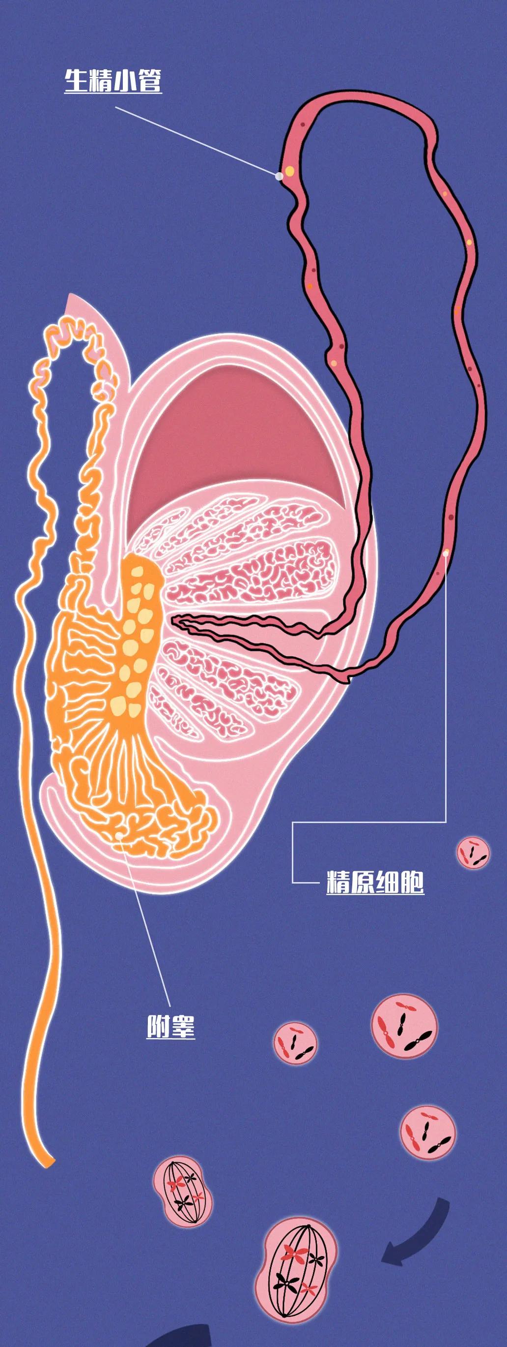 The whole process of physical changes during orgasm is revealed (male ...