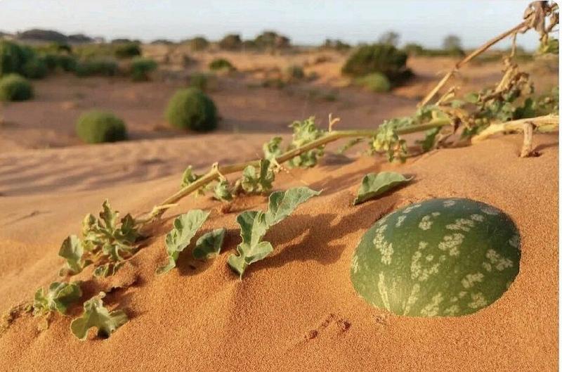 A big watermelon grows in the desert. Don't eat it even if it's ...