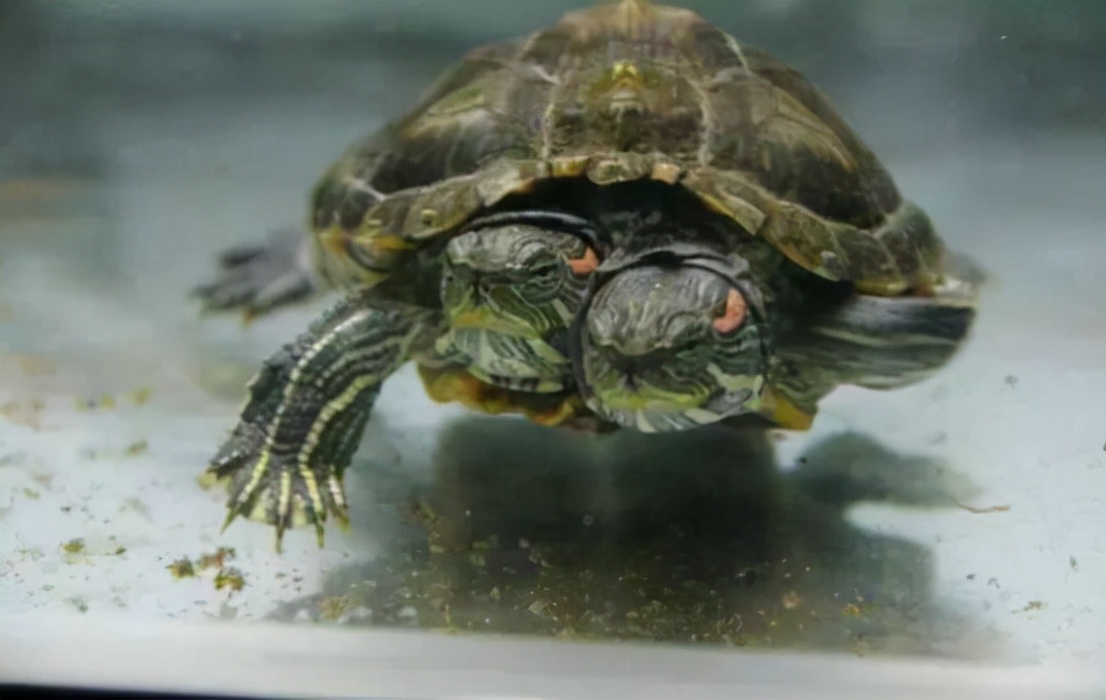 The United States has discovered a six-legged two-headed turtle, which ...