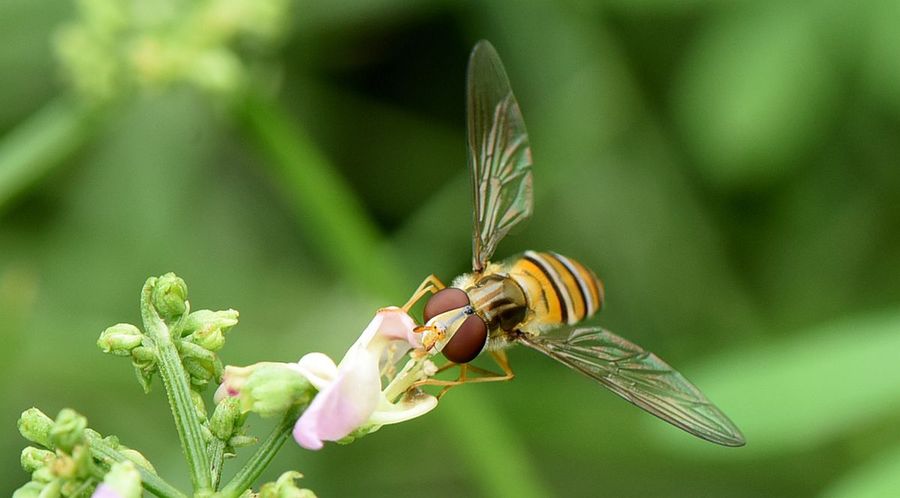 What is the little white worm that is soaked in cherries?Is it harmful ...