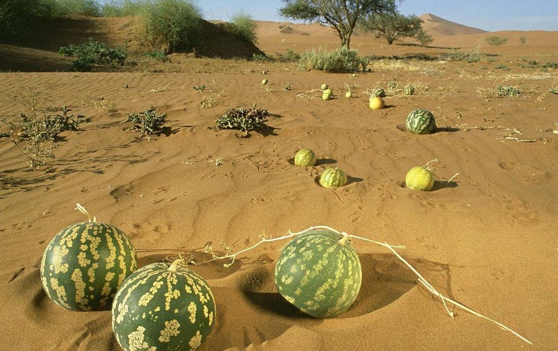 A big watermelon grows in the desert. Don't eat it even if it's ...