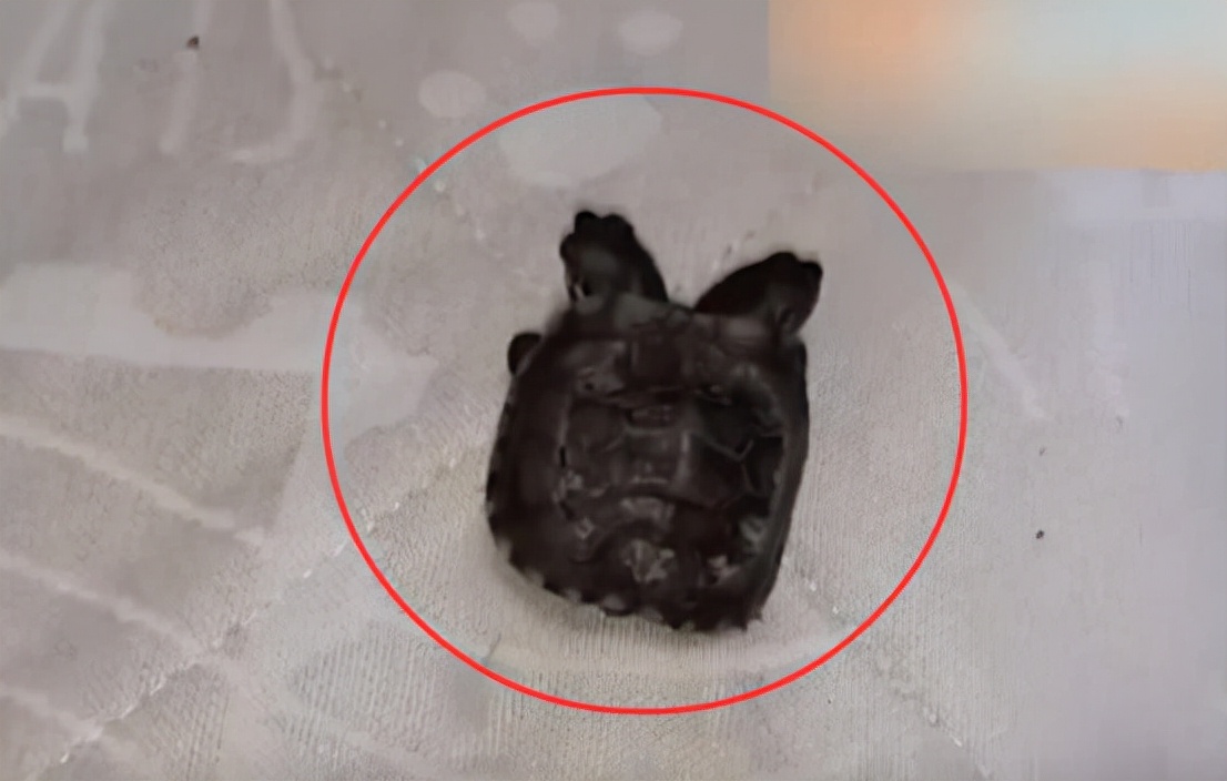 The United States has discovered a six-legged two-headed turtle, which ...