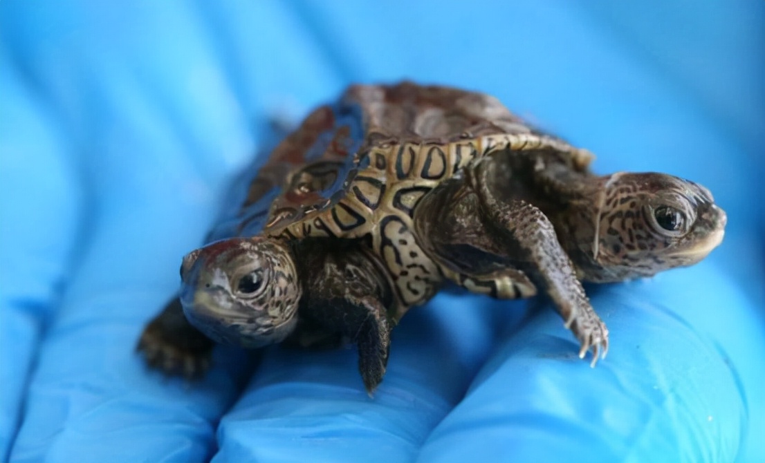 The United States has discovered a six-legged two-headed turtle, which ...